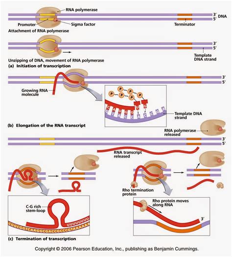 Bio Eva Transcription Synthesis Of RNA