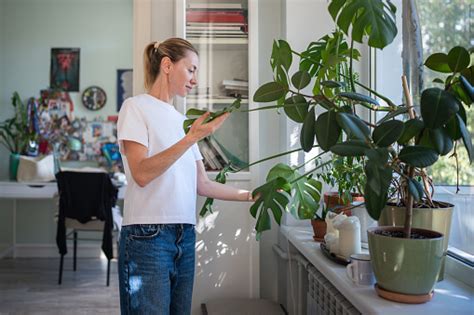 냄비에 관엽 식물 몬스테라의 잎을 만지는 차분한 여자 가정 식물에 대한 질병 해충 확인 45 49세에 대한 스톡 사진 및 기타 이미지 45 49세 가정 생활 검사