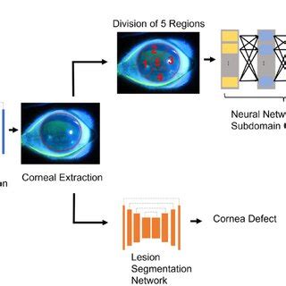 Schematic Overview Of The Entire Corneal Staining Evaluation Download Scientific Diagram Schematic Overview Of The Entire Corneal Staining Evaluation Download Scientific Diagram