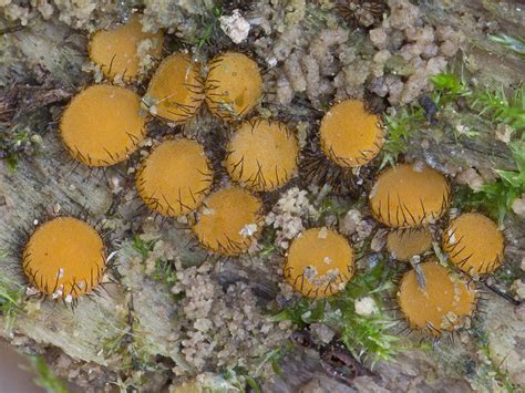 Scutellinia setosa Kosmatka žlutá