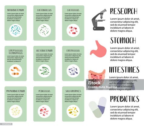 Probiotics 유산 균 위장 장 및 장 식물 건강에 좋은 미생물 미생물군유전체 Bifidobacterium 유산 균 유 당 열 성 연쇄 상 구 균 벡터 집합 마이크로