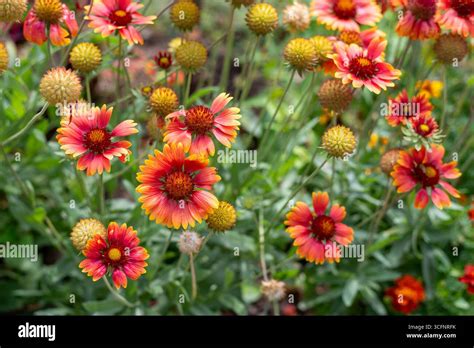 The Gaillardia Pulchella Also Known As Fire Wheel Indian Blanket