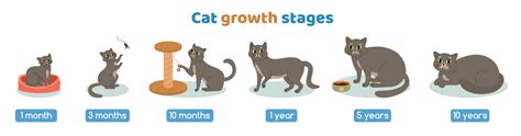 Cats Growth Cycle At Matthew Mcclaine Blog
