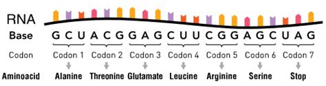 Difference Between Genetic Code And Codon Genetic Code Vs Codon