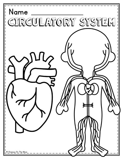 Circulatory System Mini Packet Artofit