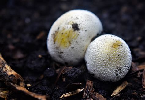 Creature Feature Puffball Mushroom Raritan Headwaters
