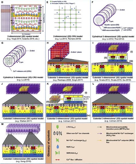 3 Representative Examples Of The Subcellular Structure Of Previously Download Scientific