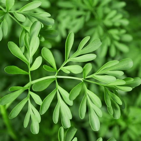 Comprar Arruda Secas Para Banhos E Defumações R 6 00 Ervaria Da Jurema