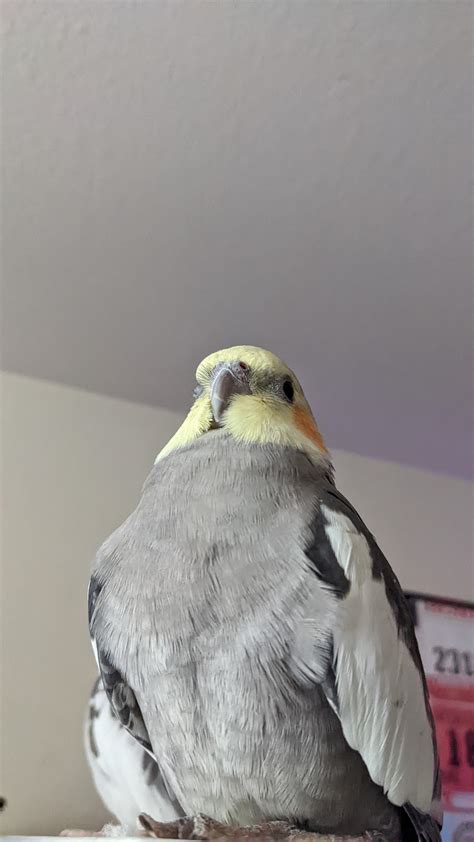 Mr Olive Living Up To His Name Rcockatiel