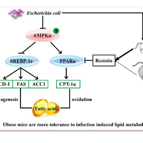 Schematic Representation Of Escherichia Coli Induced Hepatic Download Scientific Diagram