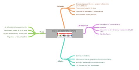 Etapas Del Desarrollo Humano L Coggle Diagram