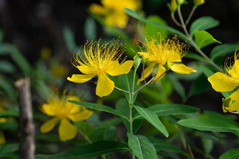 Chinese St Johns Wort Hypericum Monogynum Growing Guides