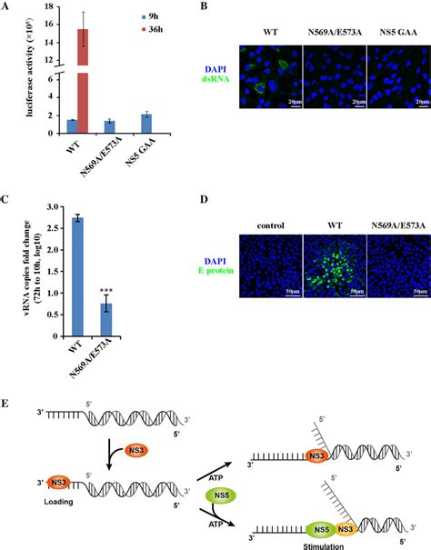 The Ns3 Ns5 Interaction Is Crucial For Viral Replication A