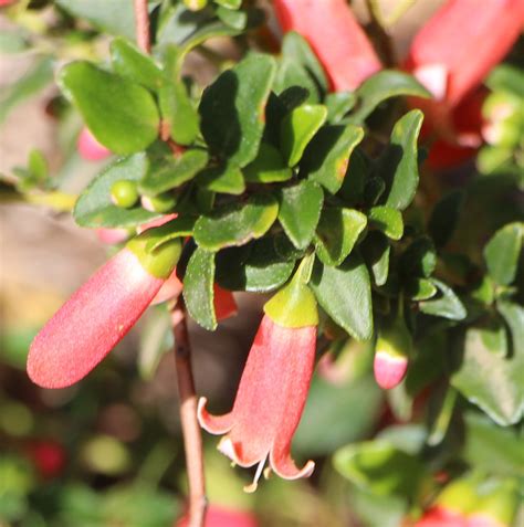 June — Walcott Garden