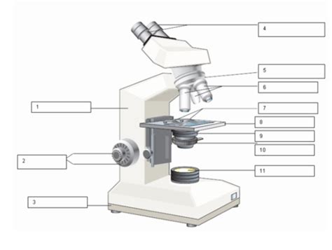 Microbiology Lab 1 Flashcards Quizlet