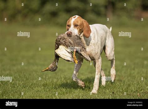 Female English Pointer Stock Photo Alamy