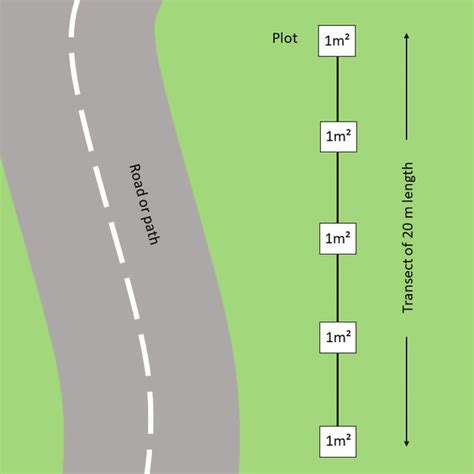 Sampling Design Showing The Transect Location In Relation To The Road