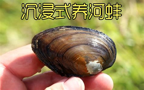 养河边抓来的河蚌，几天后河蚌里面钻出来一些小鱼，这也太神奇了 天野侠 名字被抢版 天野侠 名字被抢版 哔哩哔哩视频