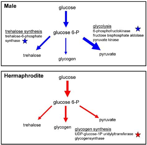 The Conversion Of Glucose In Males And Hermaphrodites Glucose Can Be
