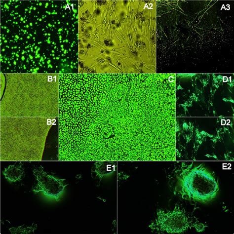 Cell Viability And Distribution Over The Allograft A1−a3 Cell