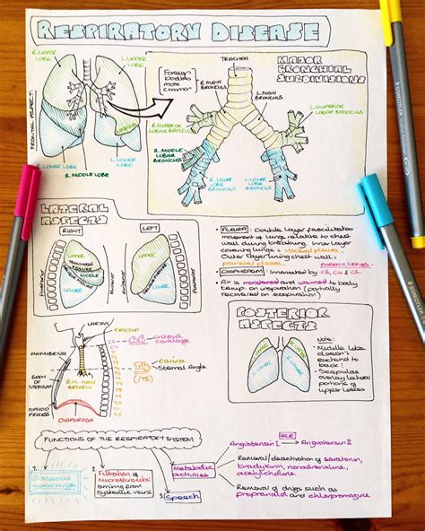 Standard Note Human Respiratory System
