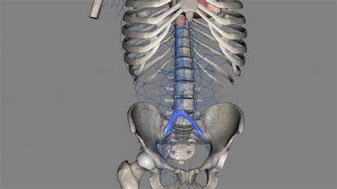 Premium Photo The Common Iliac Vein Is Formed By The Unification Of The Internal And External