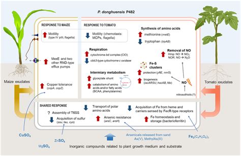 Shared And Host Specific Transcriptomic Responses Of P Donghuensis Download Scientific Diagram