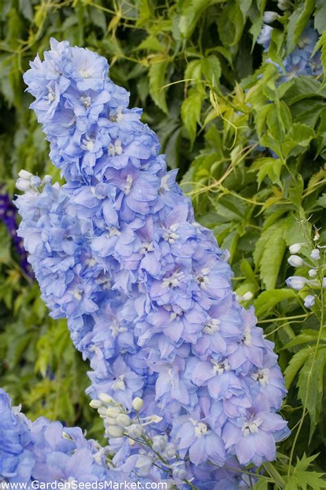 Dwarf Delphinium Mixed Colours Seeds Delphinium Elatum Garden Seeds