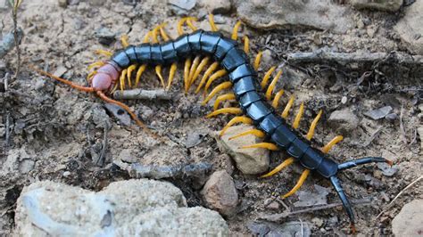 7 Types Of Centipedes In Arkansas With Pictures And Id Guide