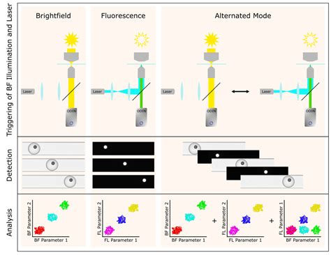 Boosting Drop Seq Efficiency And Purity With Advanced Droplet Detection And Sorting Sensific Gmbh