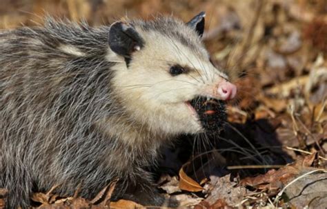 Highly Pathogenic Avian Influenza H5n1 Virus Hpaiv Has Been Present In North America Since Its