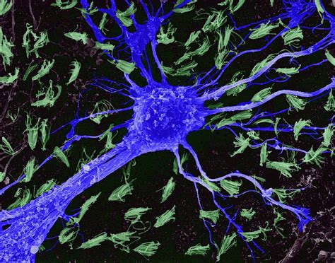 Astrocytes Glial Cells Hot Sex Picture