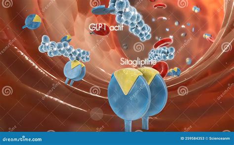 Pancreatic Cell Electrical Activity And Insulin Secretion Stock Illustration Illustration Of
