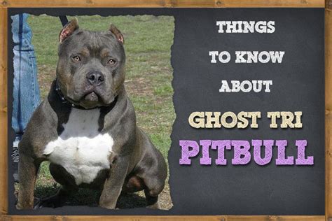 What Is A Ghost Tri At Laura Hefley Blog