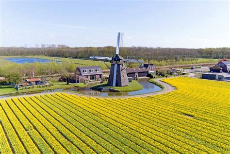 Where To Find Tulip Fields In The Netherlands A Practical Guide