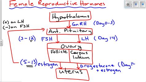 Female Reproductive Hormones
