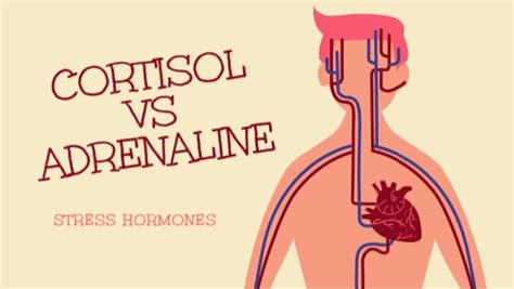 Stress Hormones Cortisol Vs Adrenaline