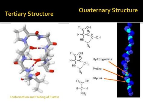 Elastin Powerpoint Pptx