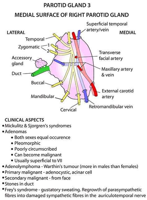 Parotid Gland Anatomy Diagram Glands Of The Face Medical Anatomy