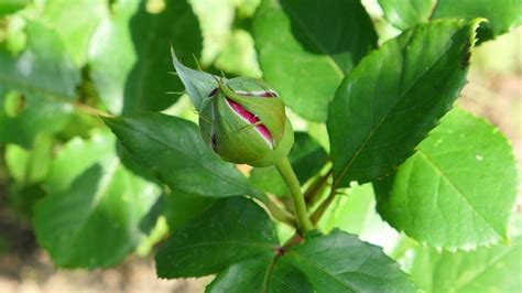 Rosebud Rose Flower Free Photo On Pixabay Pixabay