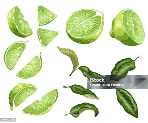 라임 부품 석 회 과일 반쪽 과일과 현실적인 그래픽 벡터 일러스트 레이 션의 조각 세트 감귤류 과일에 대한 스톡 벡터 아트 및