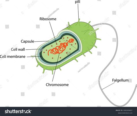 Salmonella Bacteria Diagram Schematic Diagram Of Salmonella Based