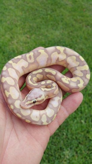 Pastel Banana Poss Yb Ball Python By Shanes Serpents Ball Python