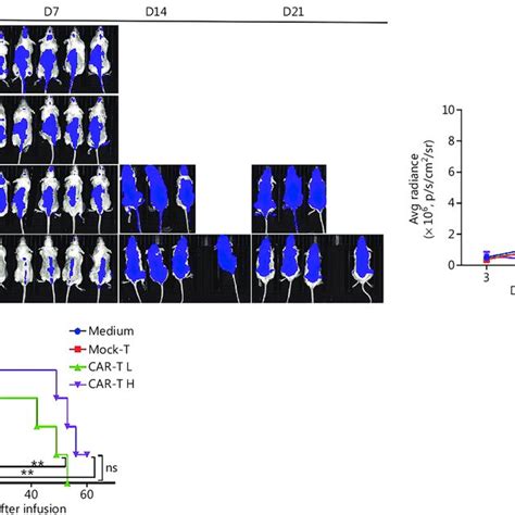 Car T Cell Products From Patients Exhibit Enhanced Potency In Nsg Mice Download Scientific