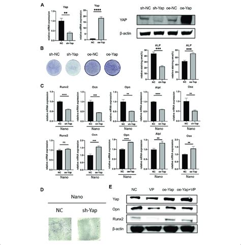 Knockdownoverexpression Of Yap Regulates Osteogenesis A Download Scientific Diagram