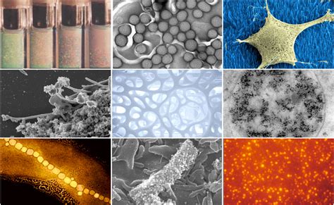 Dentritic Cell Migration Master Bme