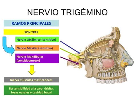 Nervio Trigemino Anatomia Del Cuerpo Músculos De La Cara Anatomía
