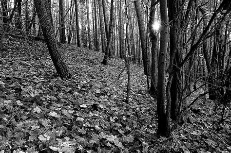 숲 풍경 나무 흑인과 Pixabay의 무료 사진 Pixabay