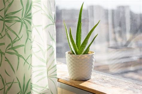 Easy Care Indoor Plants No Fuss Greenery For Busy People Jay Scotts Collection