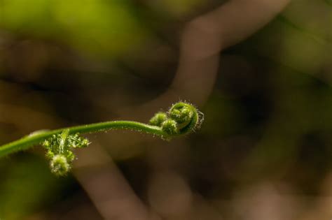 젊은 식물의 아름 다운 촬영입니다 그리고 어두운 배경에서 자연 신선도입니다 검은색에 대한 스톡 사진 및 기타 이미지 검은색